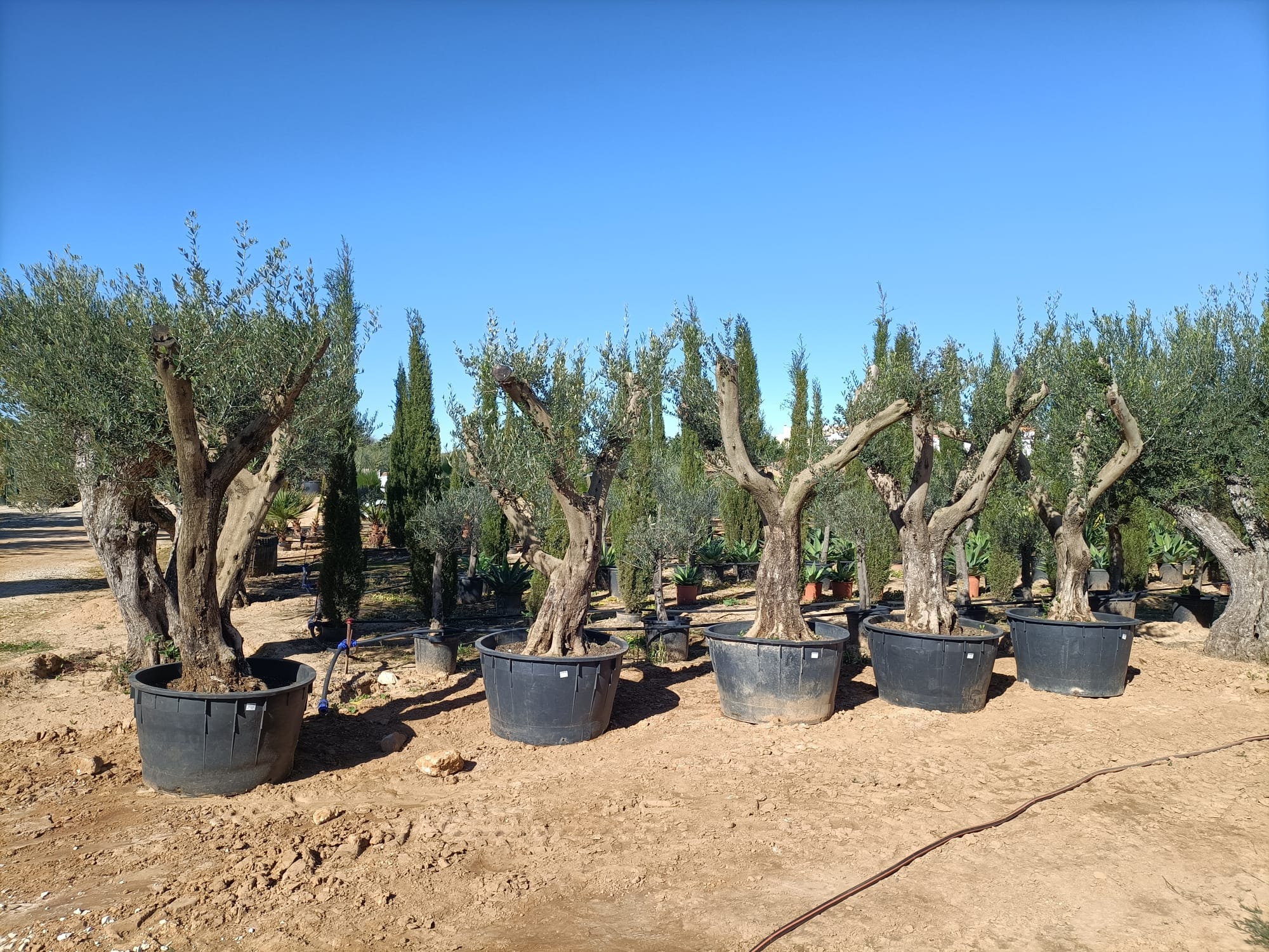 Gallery – Landscaping and Garden Maintenance – Vital Gardens