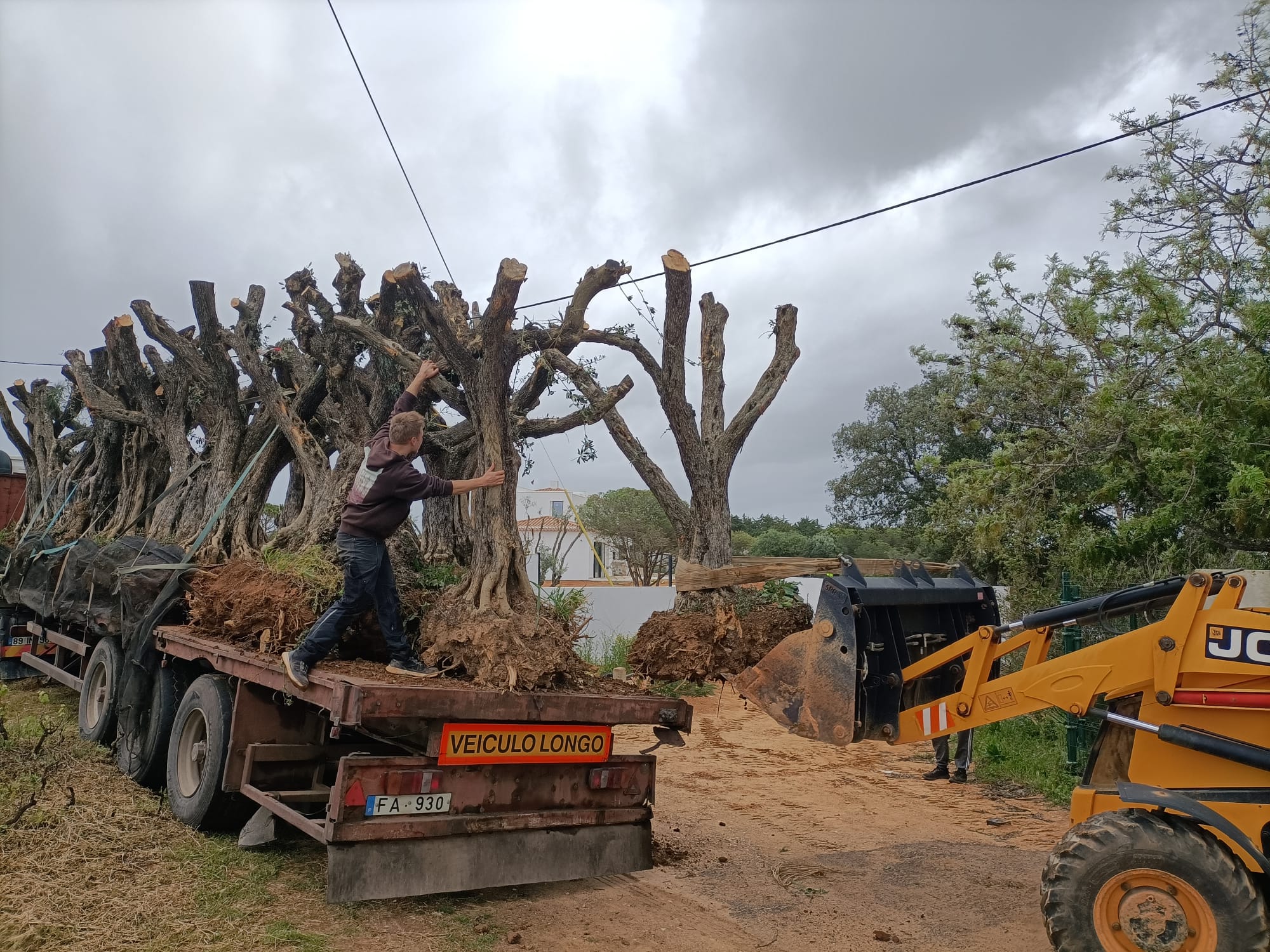 Gallery – Landscaping and Garden Maintenance – Vital Gardens